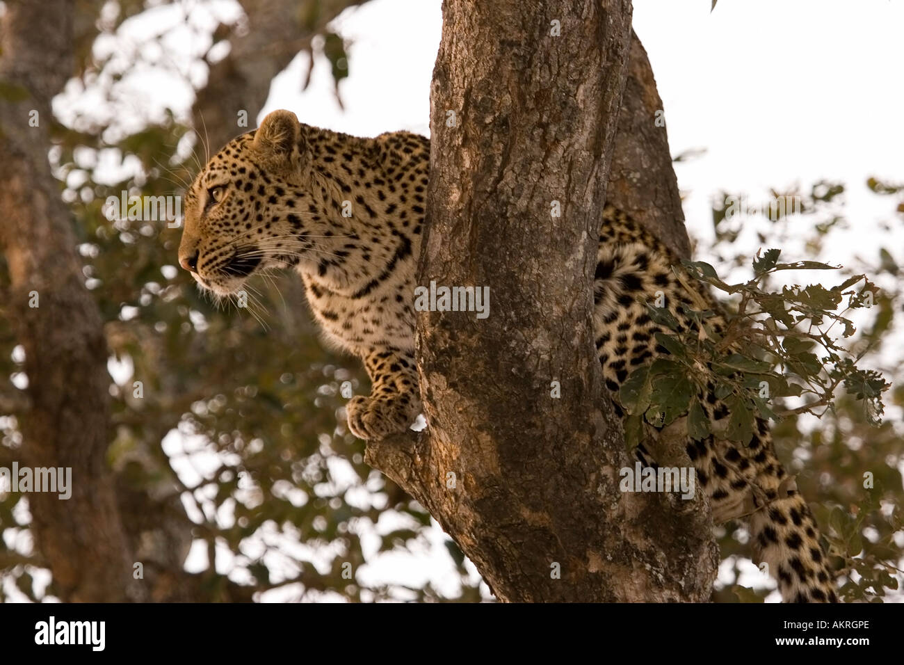 Leopard in a tree, Greater Kruger national Park, South Africa Stock ...