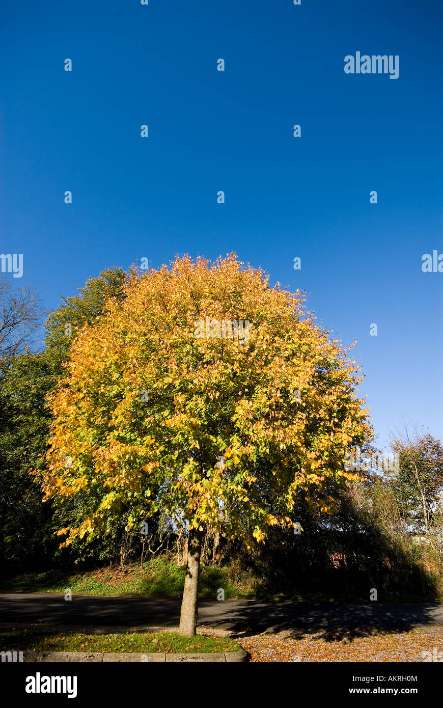 Bright colored autumn trees in bright sunny wheater Jutland Denmark ...