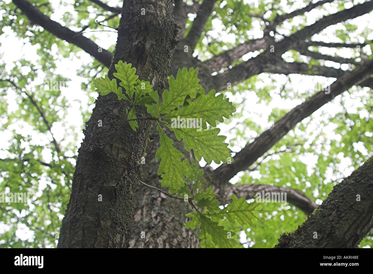 British oak botanical hi-res stock photography and images - Alamy
