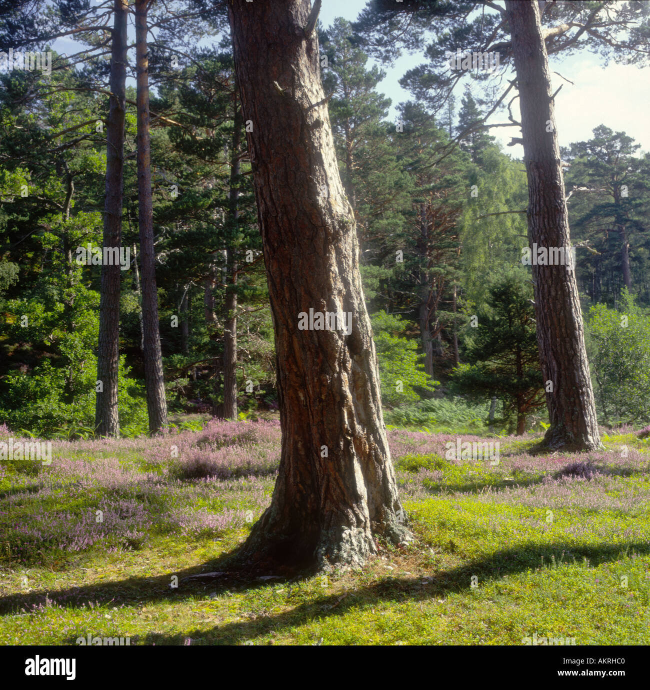 Caledon forest hi-res stock photography and images - Alamy