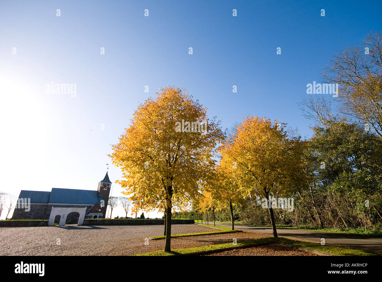 Bright colored autumn trees in bright sunny wheater Jutland Denmark ...