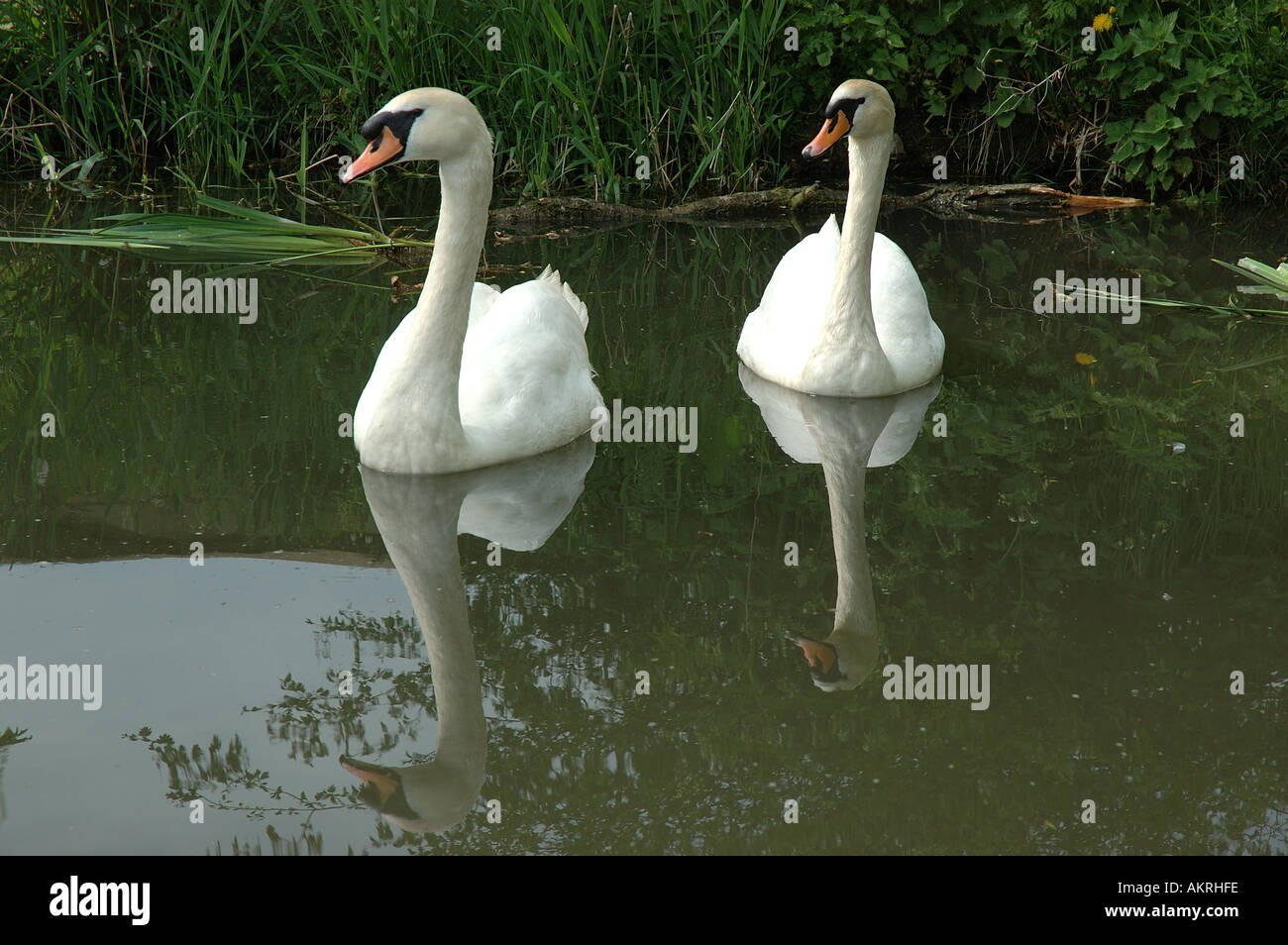 Stamford rivers hi-res stock photography and images - Alamy