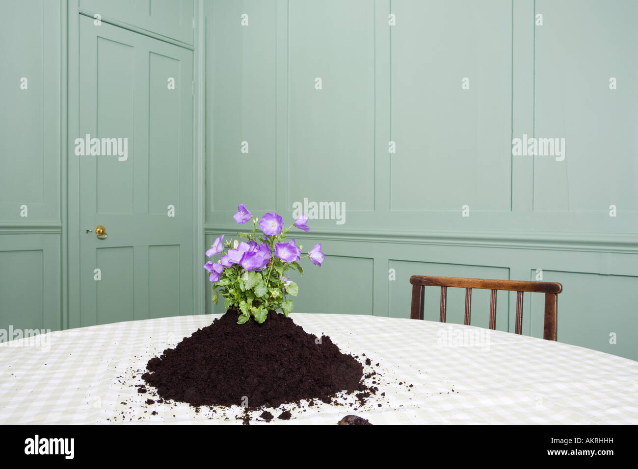 Flowers growing on a table Stock Photo - Alamy