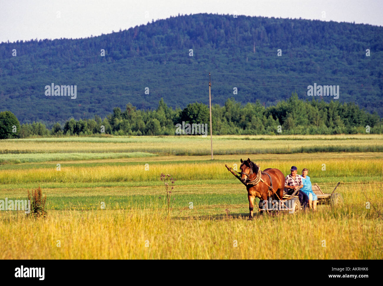 Poland ,Swietokrzyskie, horse tumbrel wagon village Stock Photo - Alamy