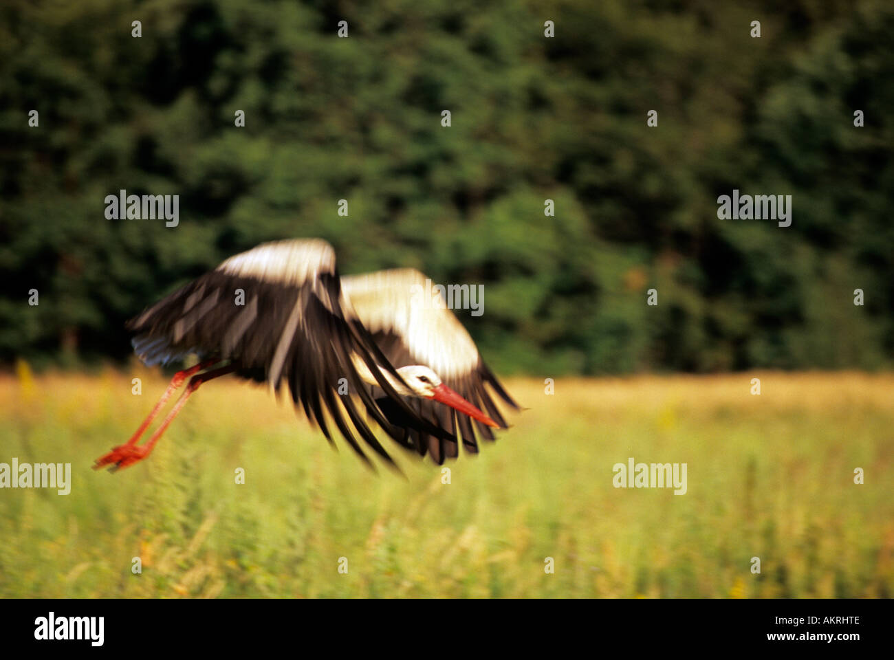 Poland, Swietokrzyskie White Stork flying Stock Photo - Alamy