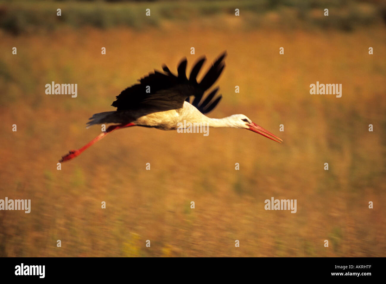 Poland, Swietokrzyskie White Stork flying Stock Photo - Alamy