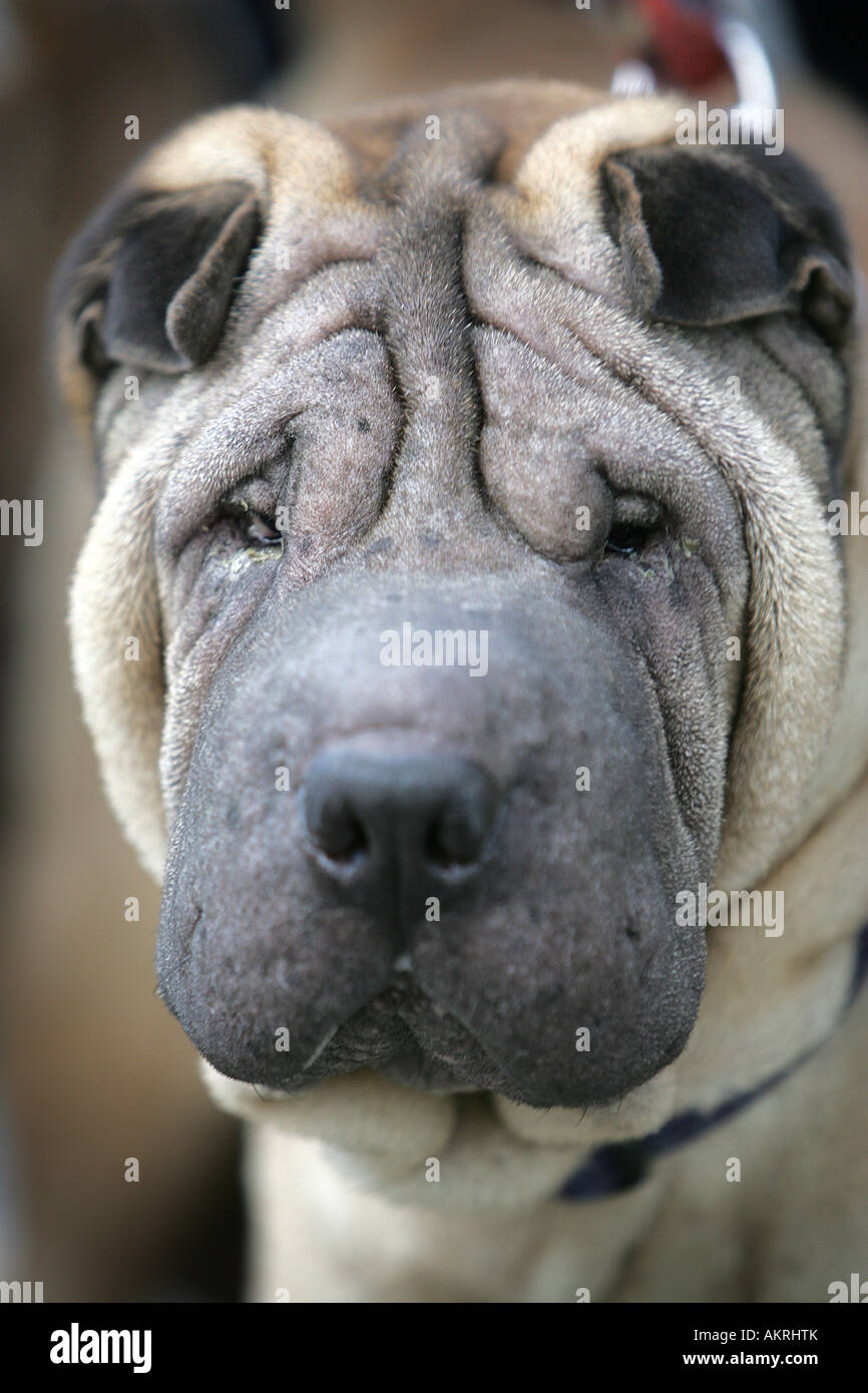 Chinese fighting dog hi-res stock photography and images - Alamy
