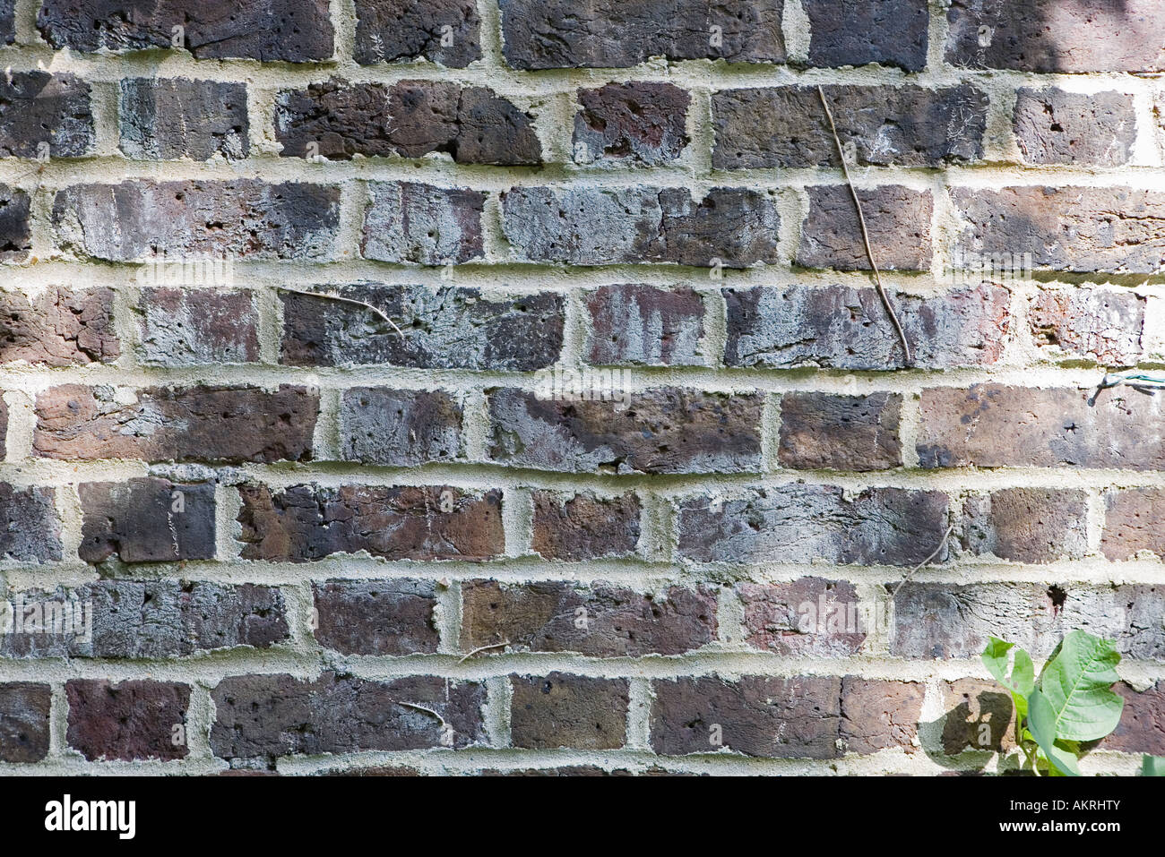 Weeds growing on a wall Stock Photo - Alamy