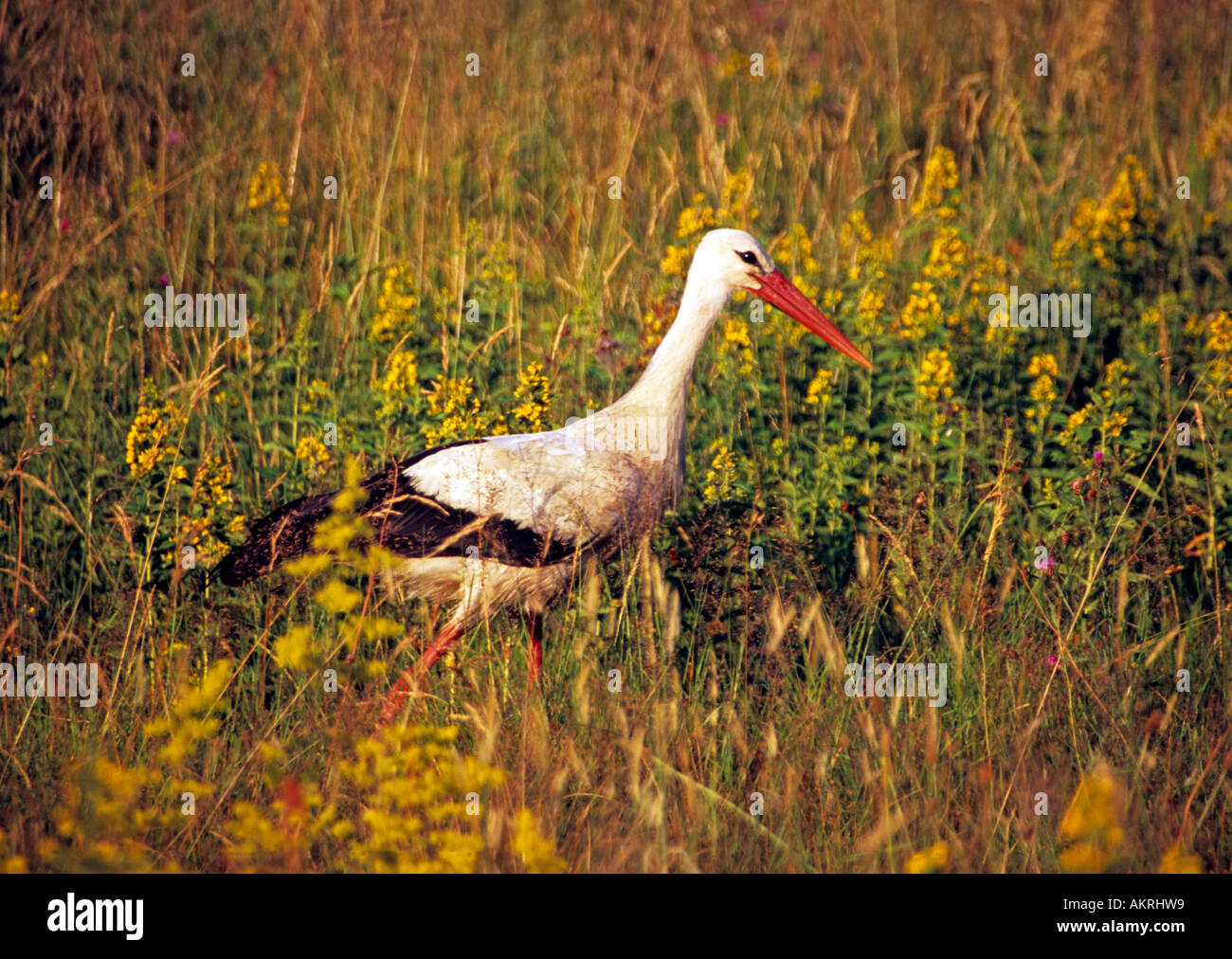 Poland, Swietokrzyskie White Stork walking Stock Photo - Alamy