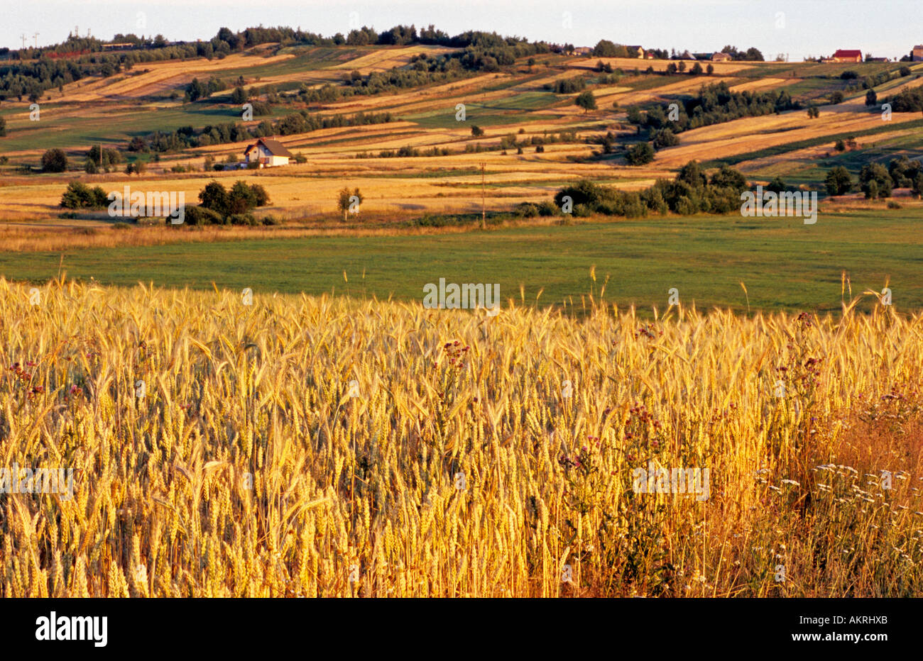 Poland, Swietokrzyskie, Wilkow village, fields Stock Photo - Alamy