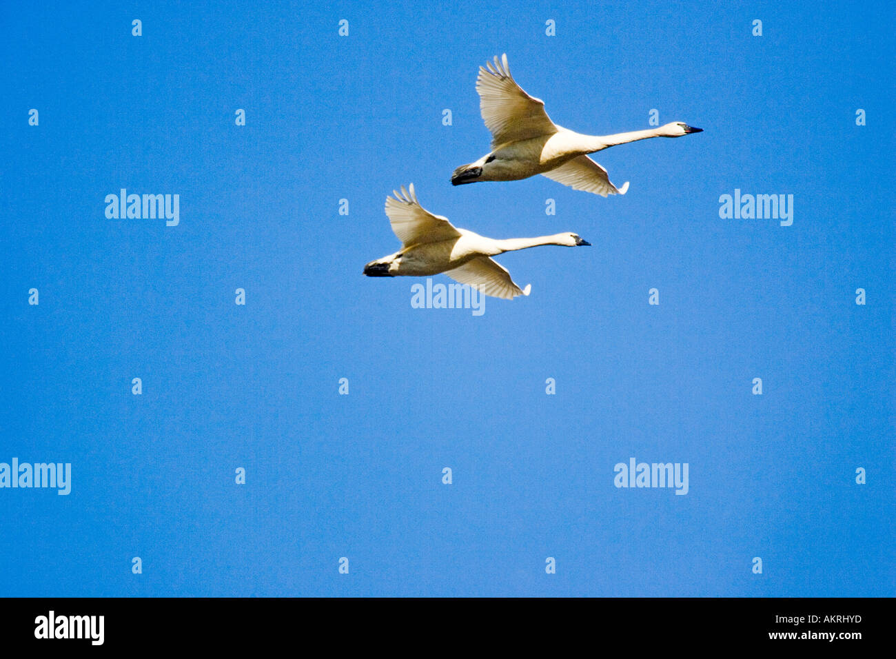 Teamwork Synchronize High Resolution Stock Photography and Images - Alamy