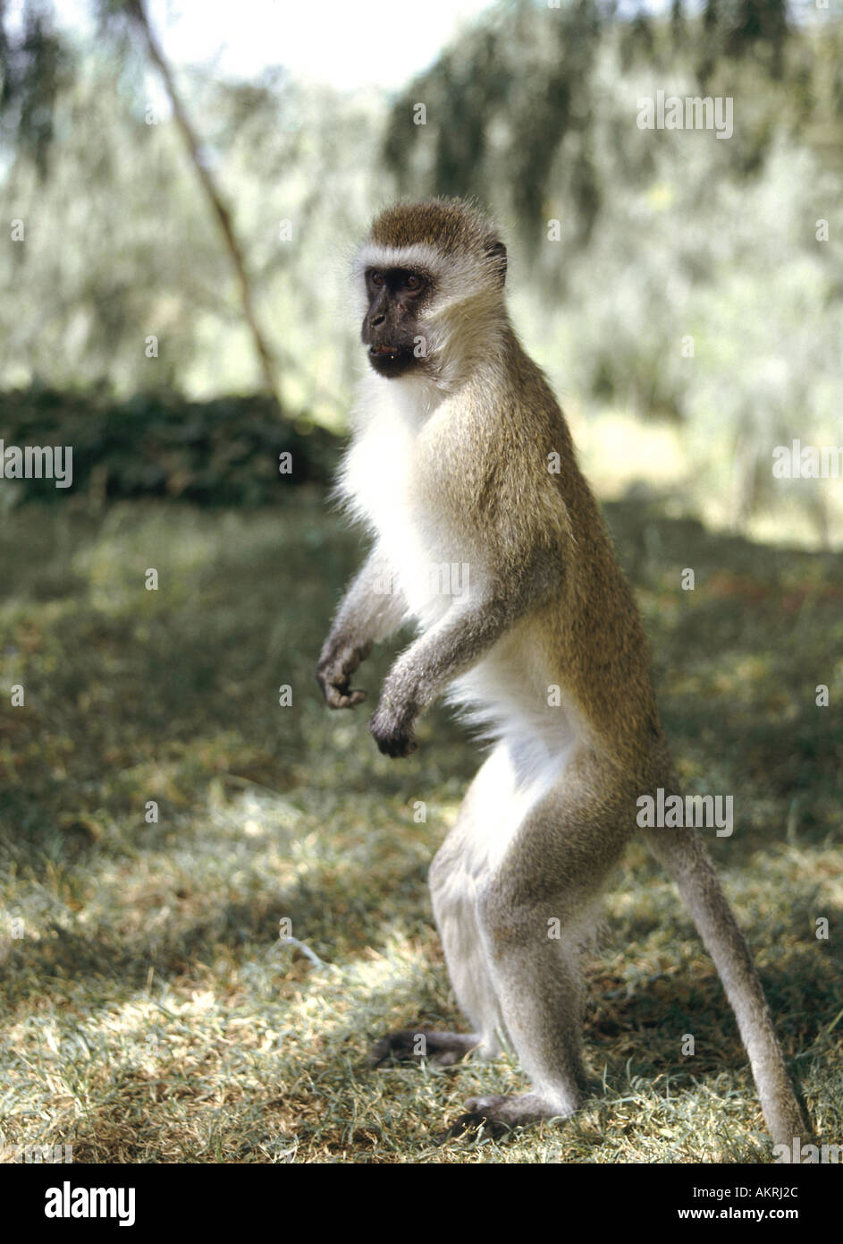MONKEY AT PLAY Stock Photo - Alamy