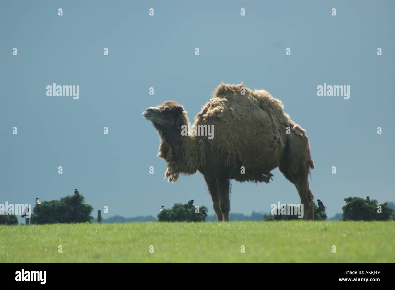Sarafi parks hi-res stock photography and images - Alamy