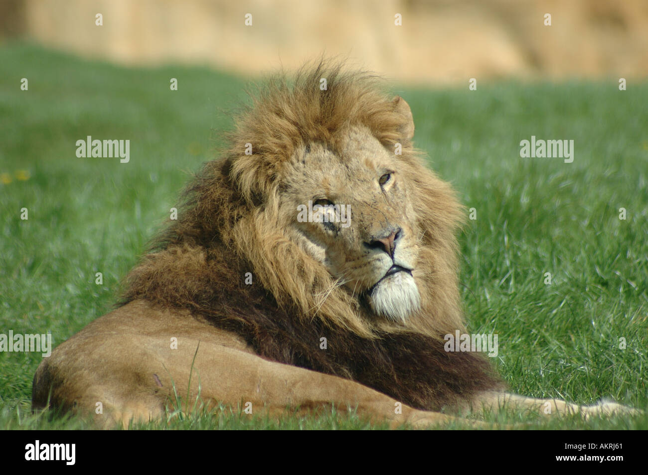 WEST MIDLANDS SAFARI PARK LION Stock Photo - Alamy