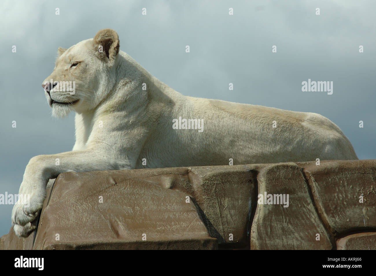WEST MIDLANDS SAFARI PARK WHITE LION Stock Photo - Alamy