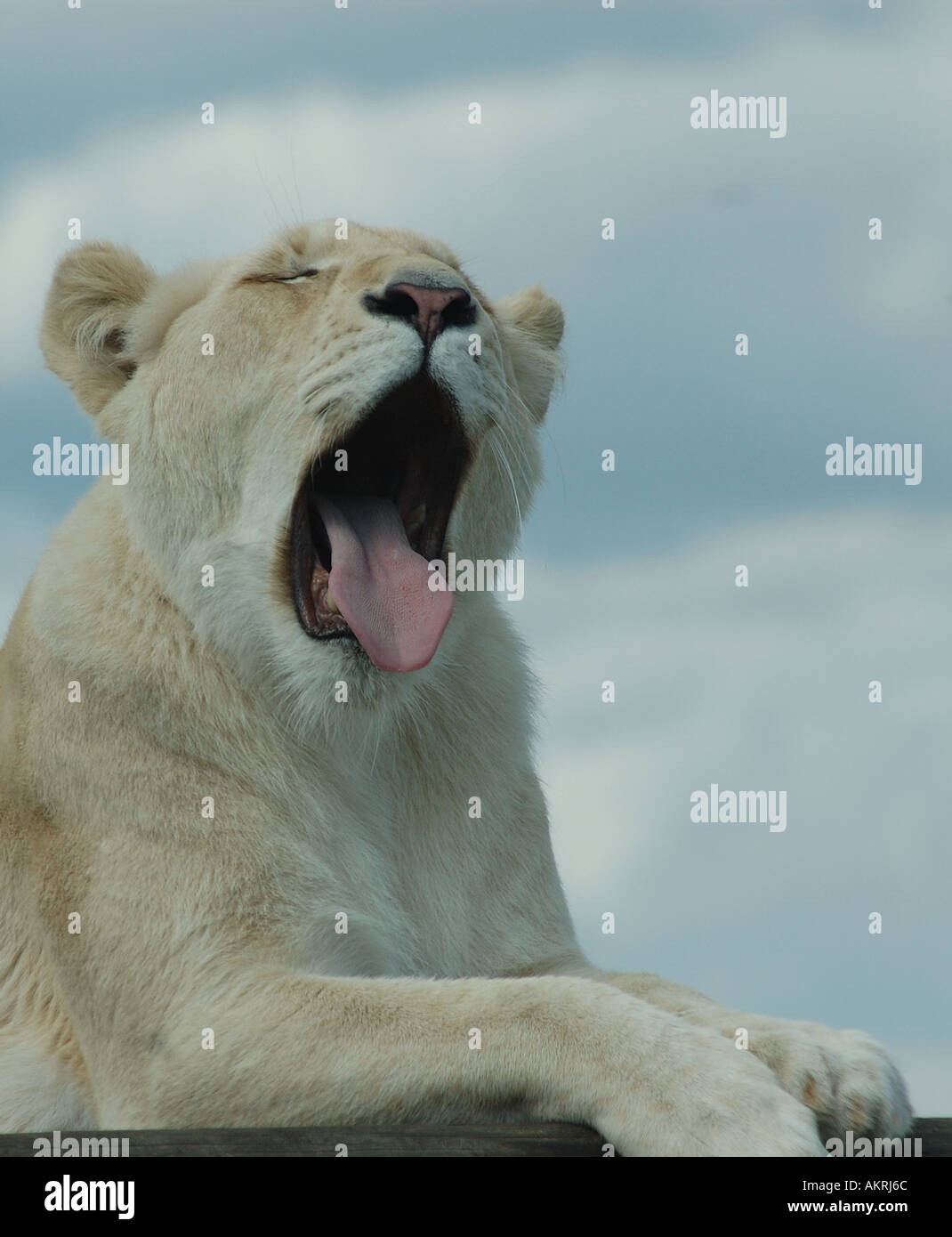 WEST MIDLANDS SAFARI PARK WHITE LION Stock Photo - Alamy