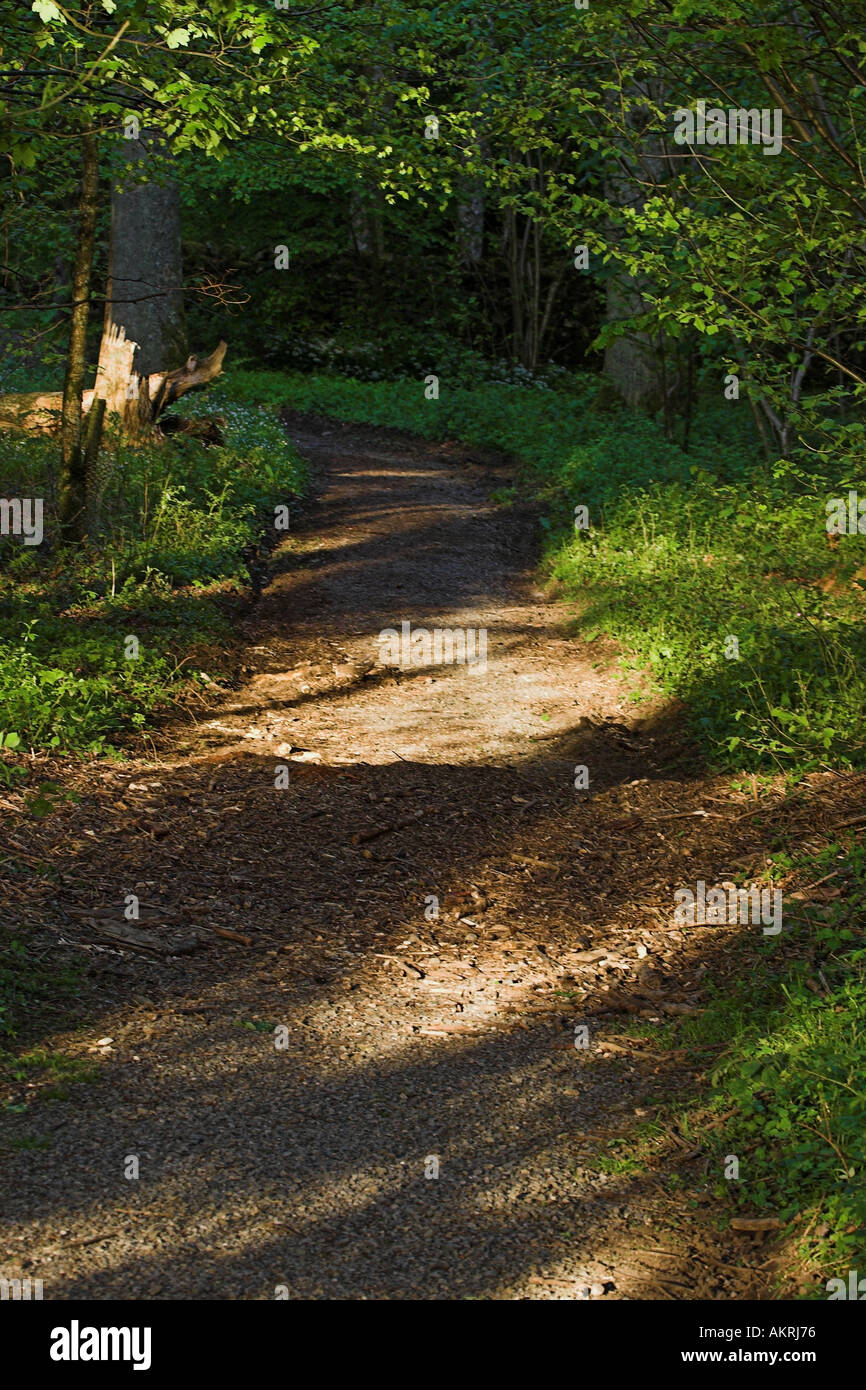 Path through woodlands hi-res stock photography and images - Alamy