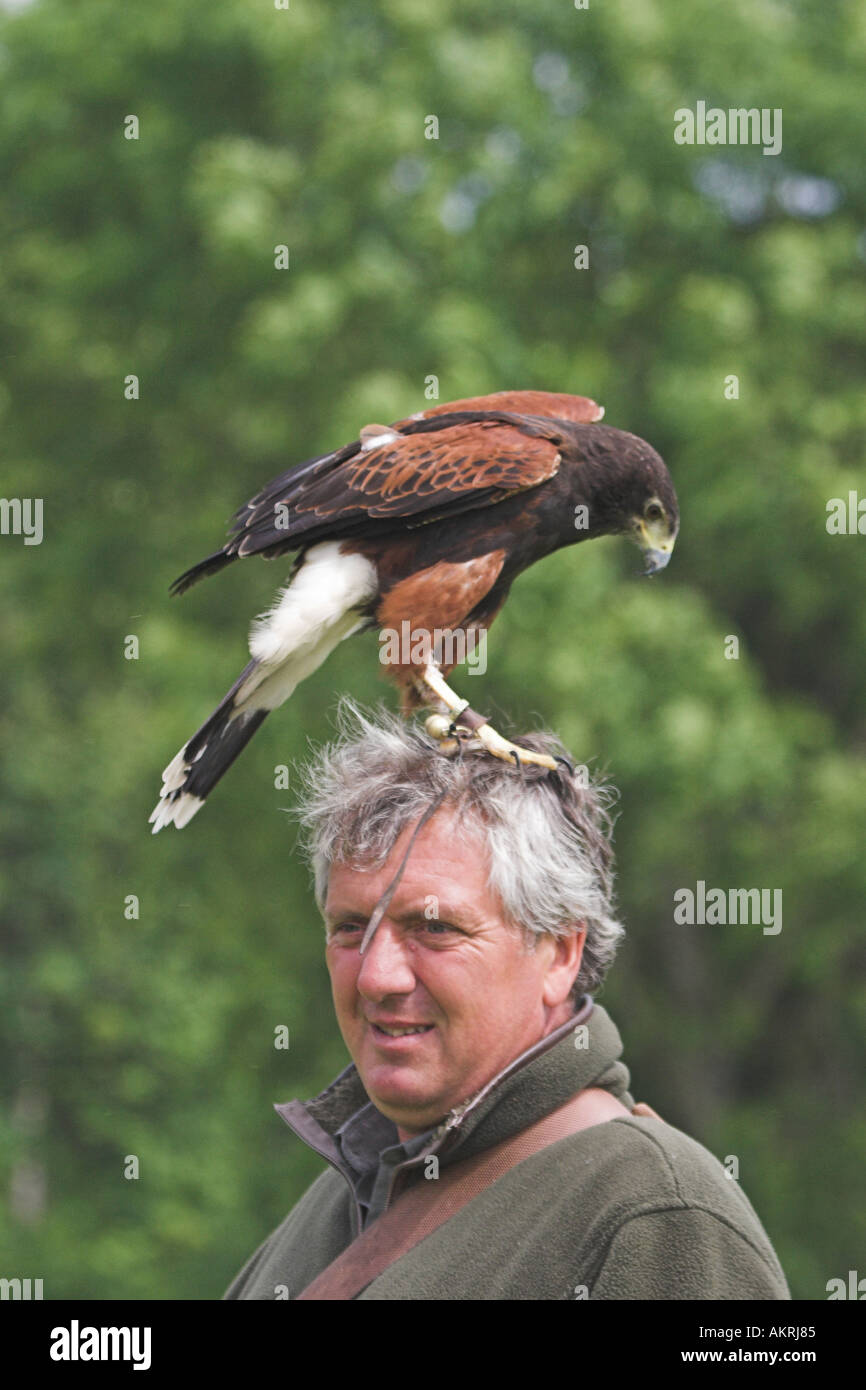Falconers hi-res stock photography and images - Alamy