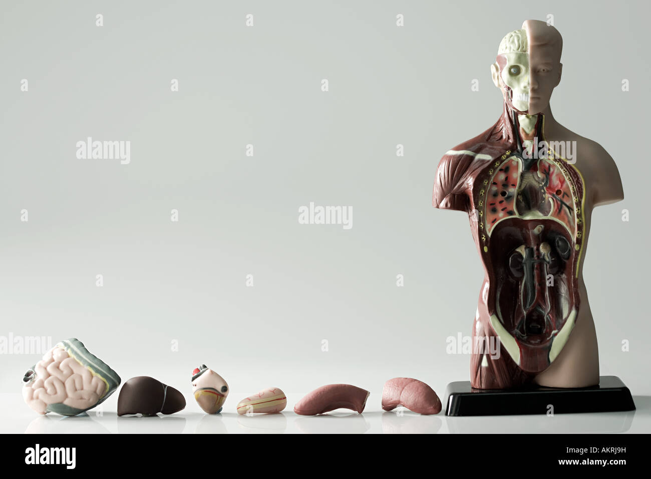 Anatomical model and internal organs Stock Photo - Alamy