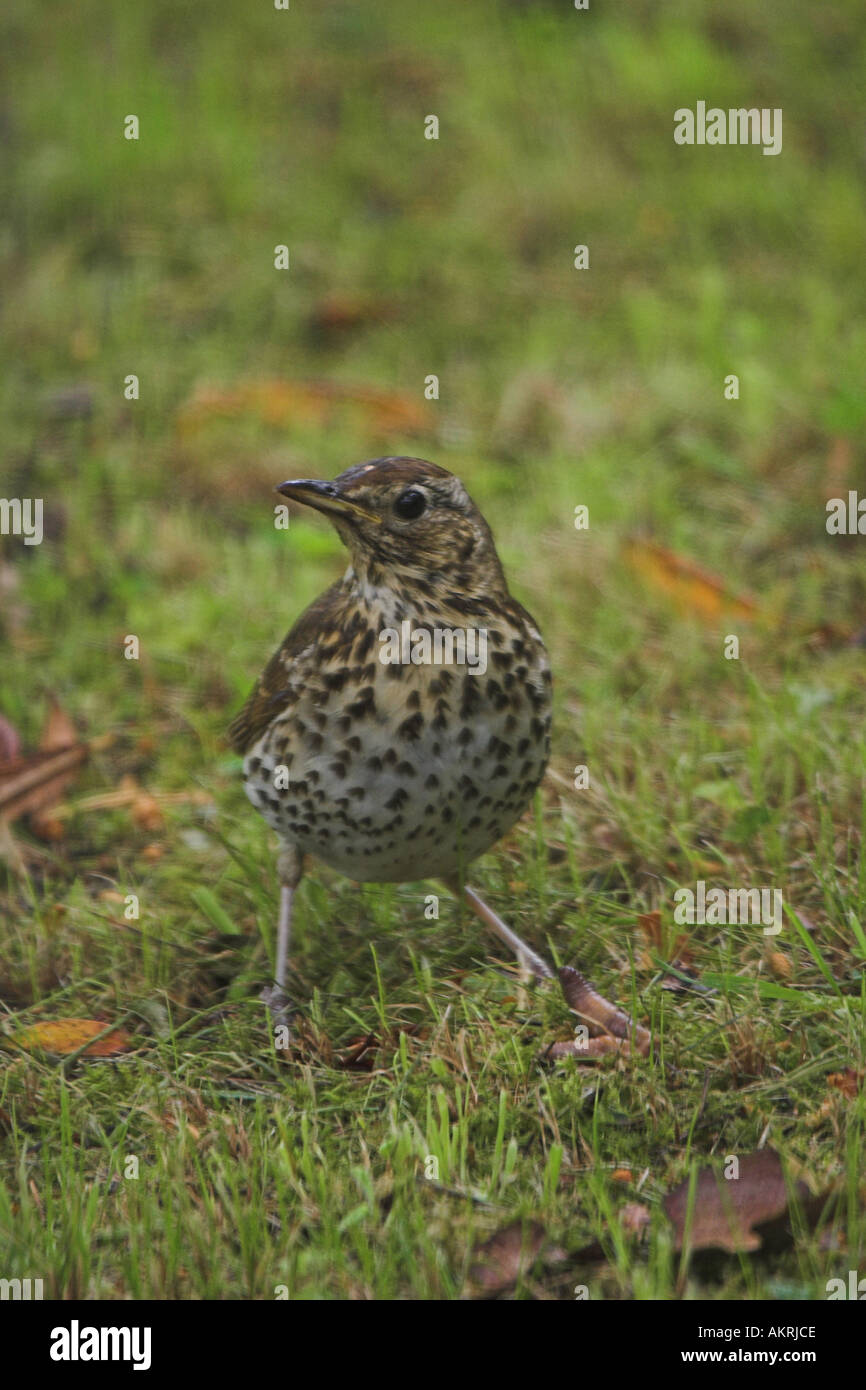 Wet thrush hi-res stock photography and images - Alamy