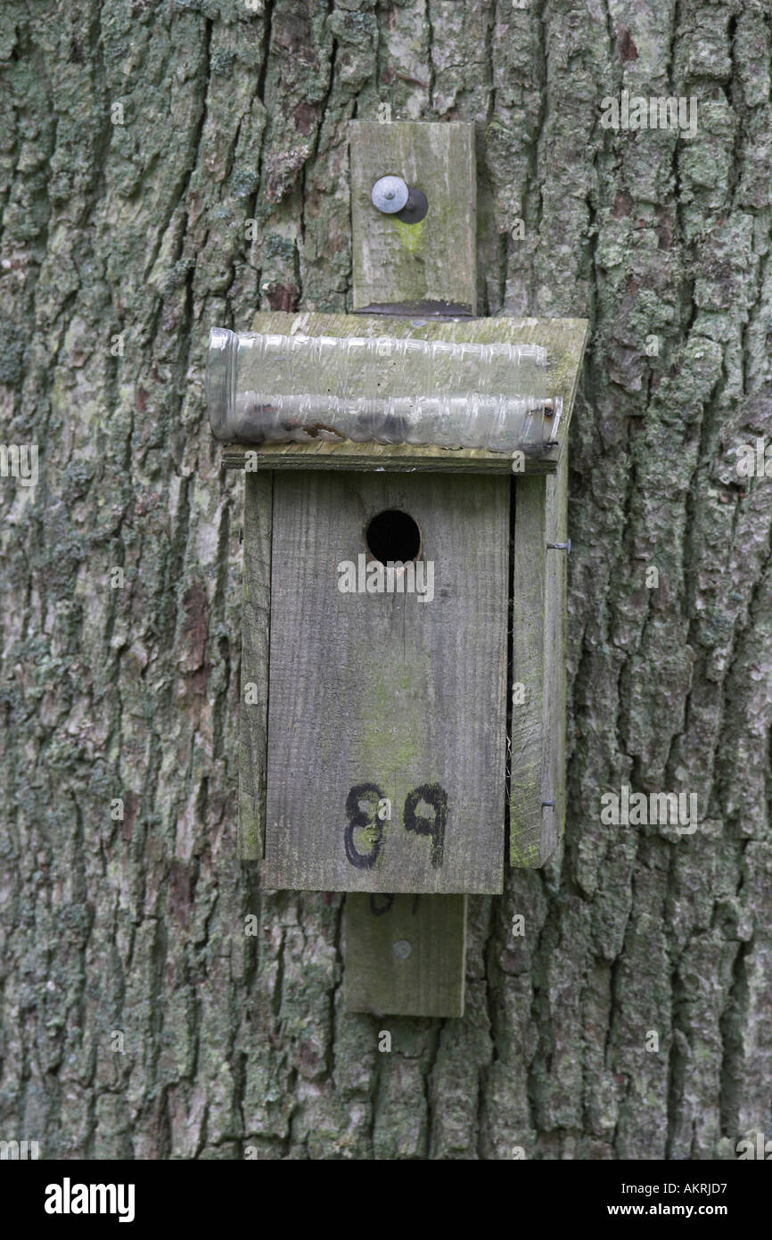 Flycatchers of the world hi-res stock photography and images - Alamy