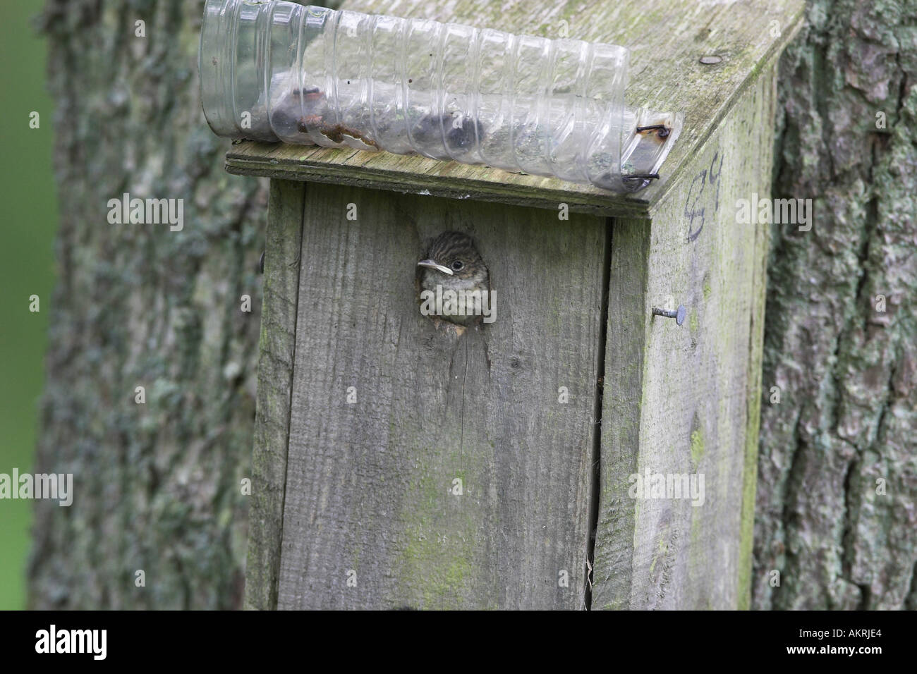 a young spotted flycatcher just about to leave its bird box Stock Photo ...