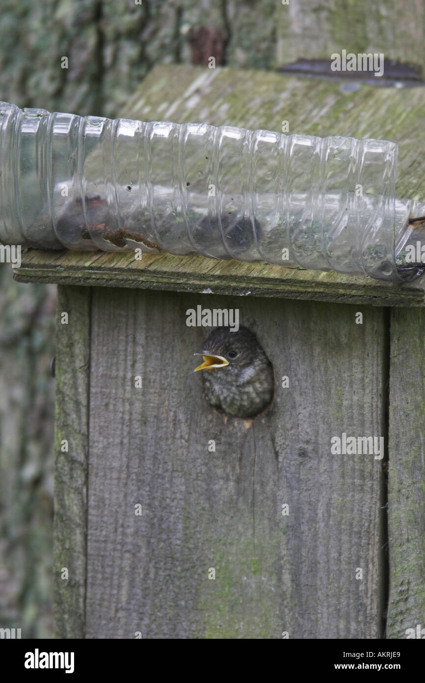 a young spotted flycatcher just about to leave its bird box Stock Photo ...