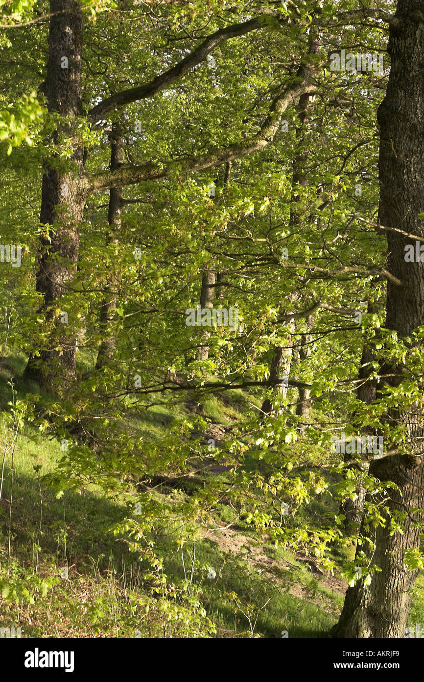 Summer trees leaves hi-res stock photography and images - Alamy