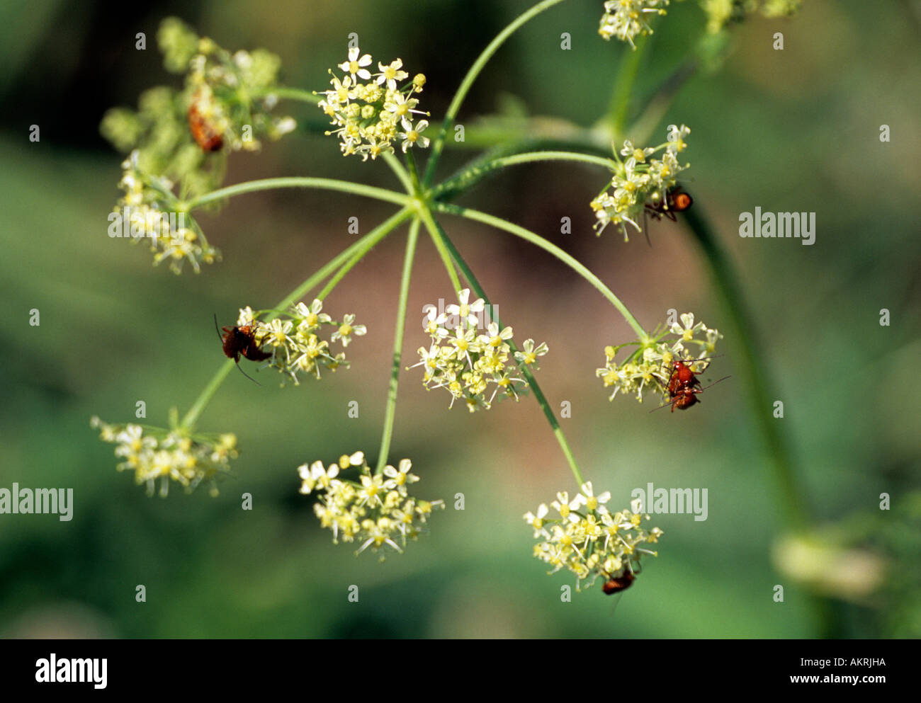 Red Carnelian High Resolution Stock Photography and Images - Alamy