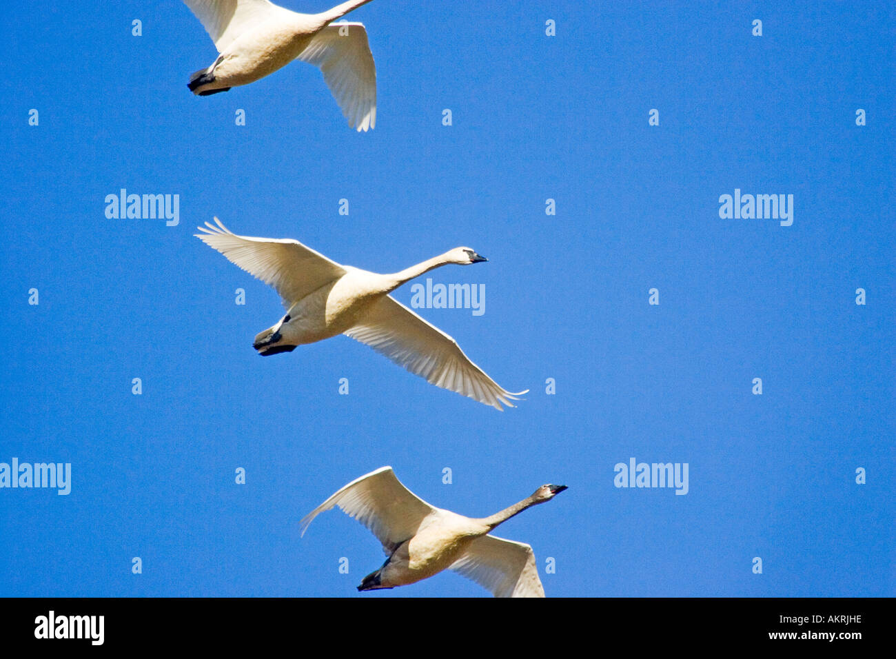 Teamwork synchronized hi-res stock photography and images - Alamy