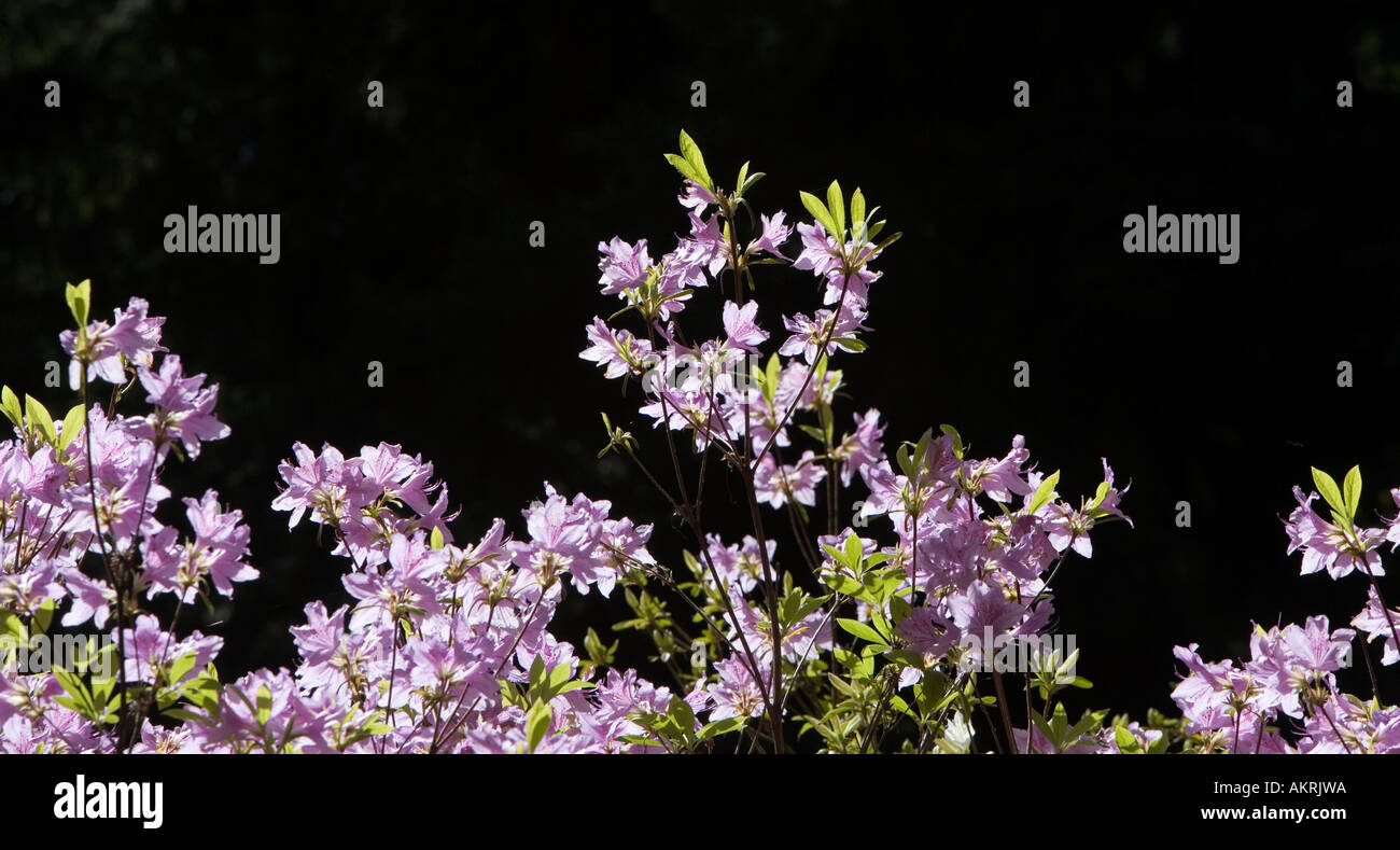 Rhododendron species hi-res stock photography and images - Alamy