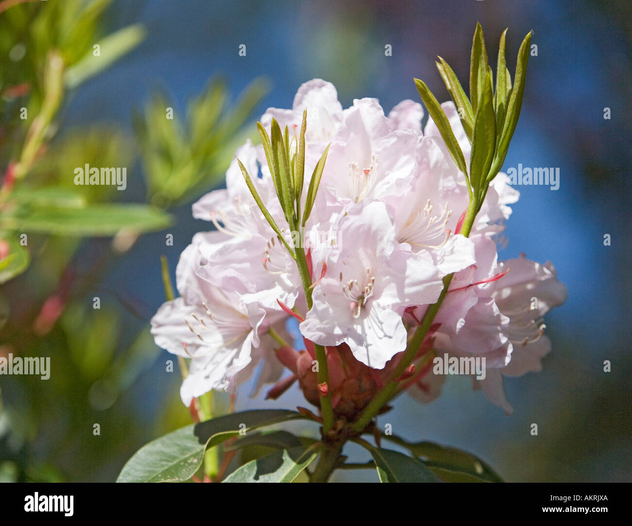 Rhododendron, Crystal Springs Rhododendron Garden, Portland, Oregon ...