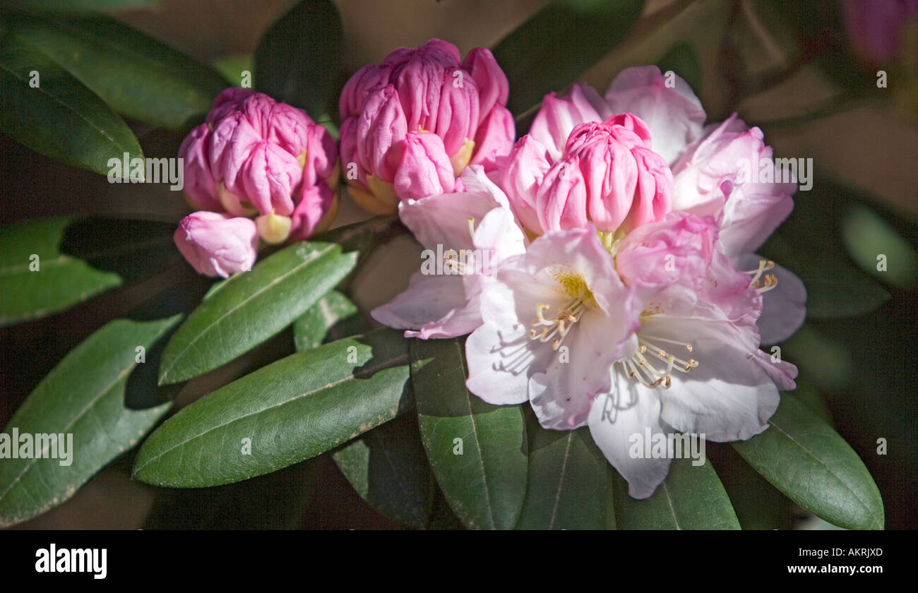 Crystal spring rhododendron garden hi-res stock photography and images ...