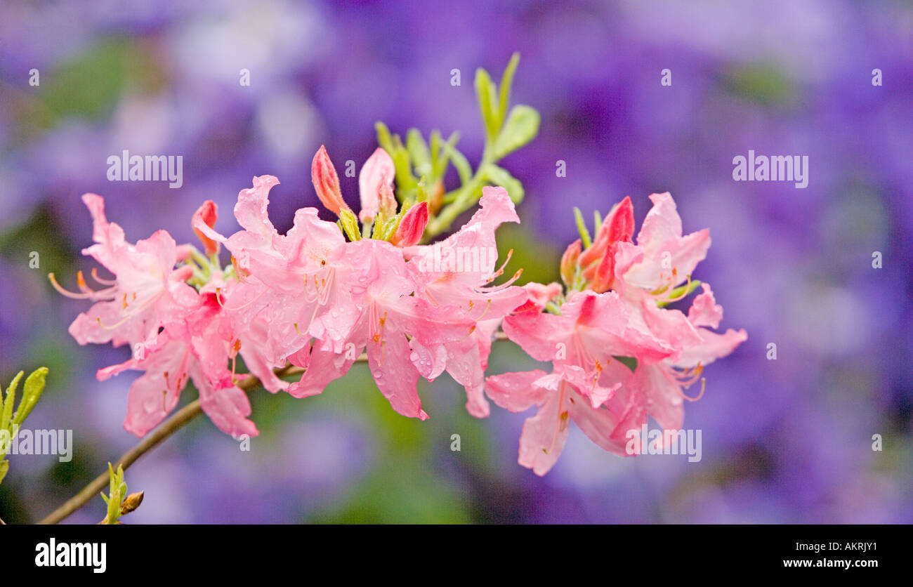 Species rhododendrons hi-res stock photography and images - Alamy