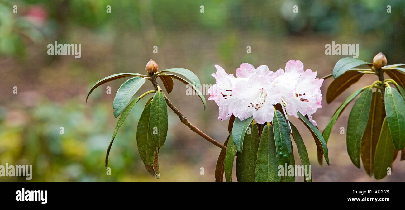 Rhododendron species hi-res stock photography and images - Alamy