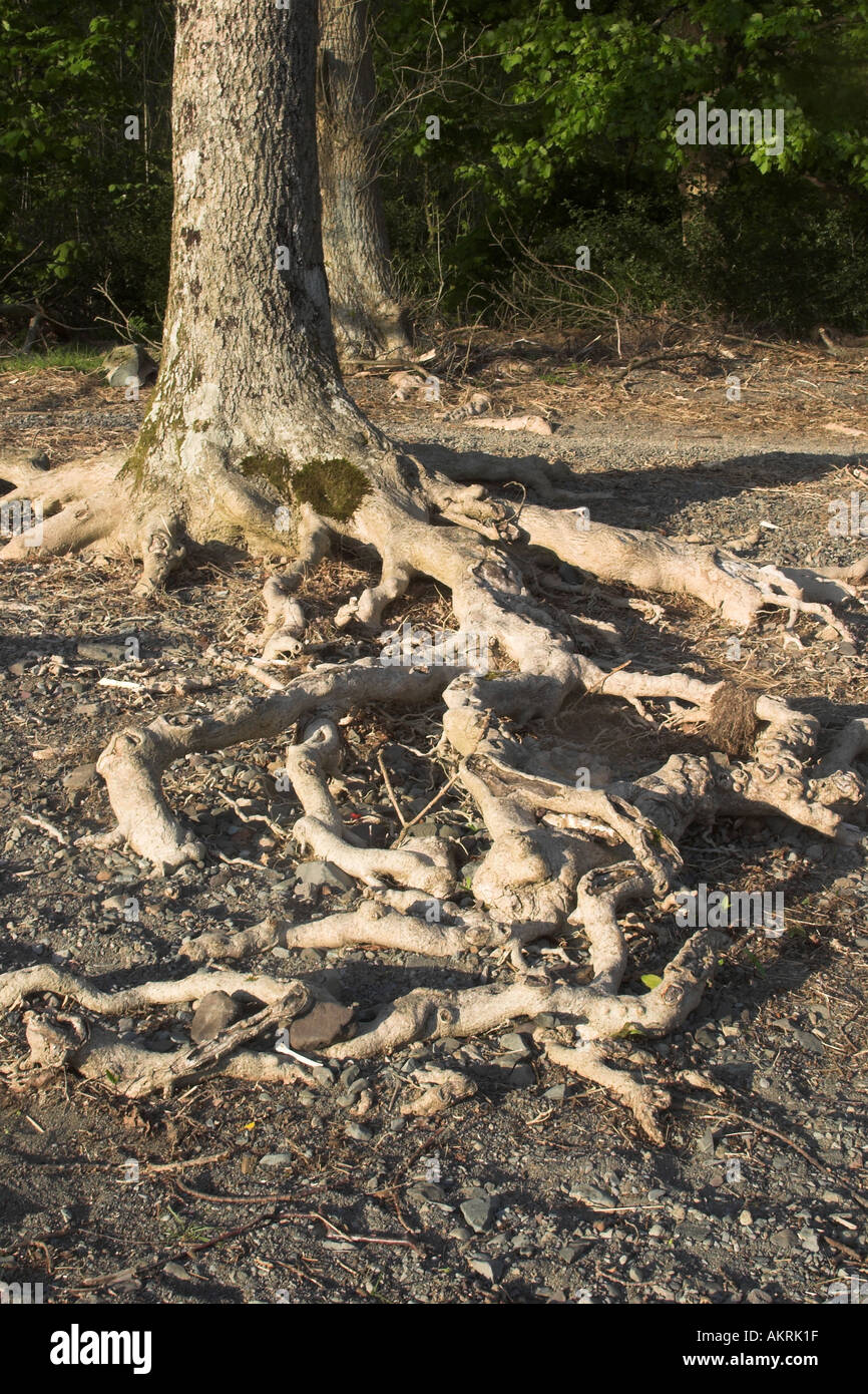 roots of a tree growing on the surface Stock Photo - Alamy