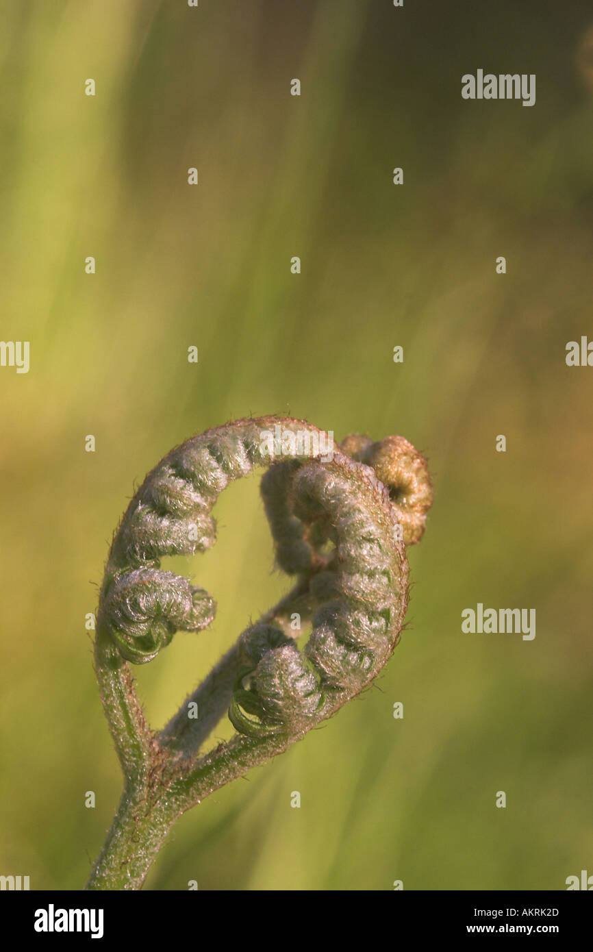 Bending fern leaf hi-res stock photography and images - Alamy