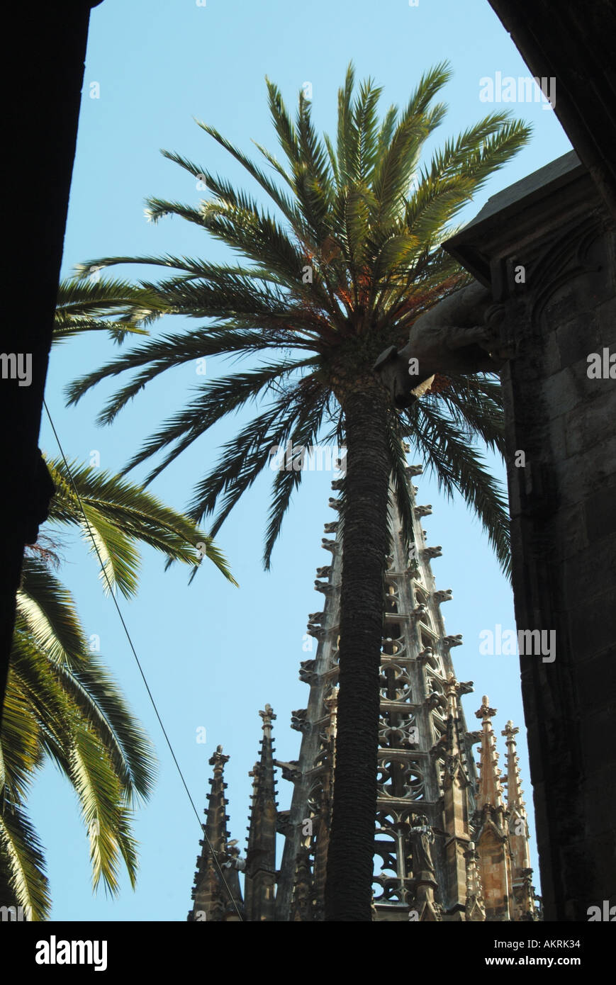 Barcelona palm tree in courtyard rising skywards towards the spires of ...