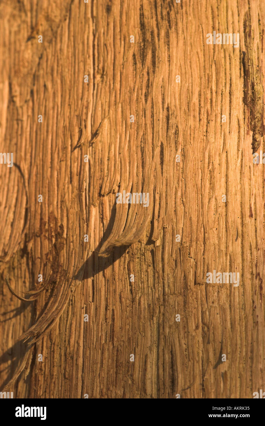 Insidetree hi-res stock photography and images - Alamy