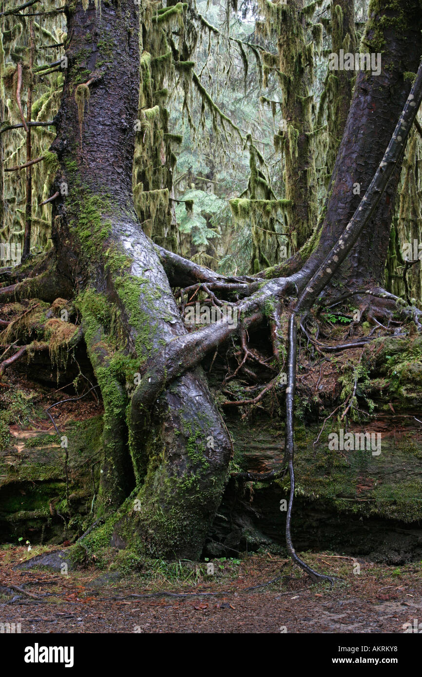 Entangled trunks hi-res stock photography and images - Alamy