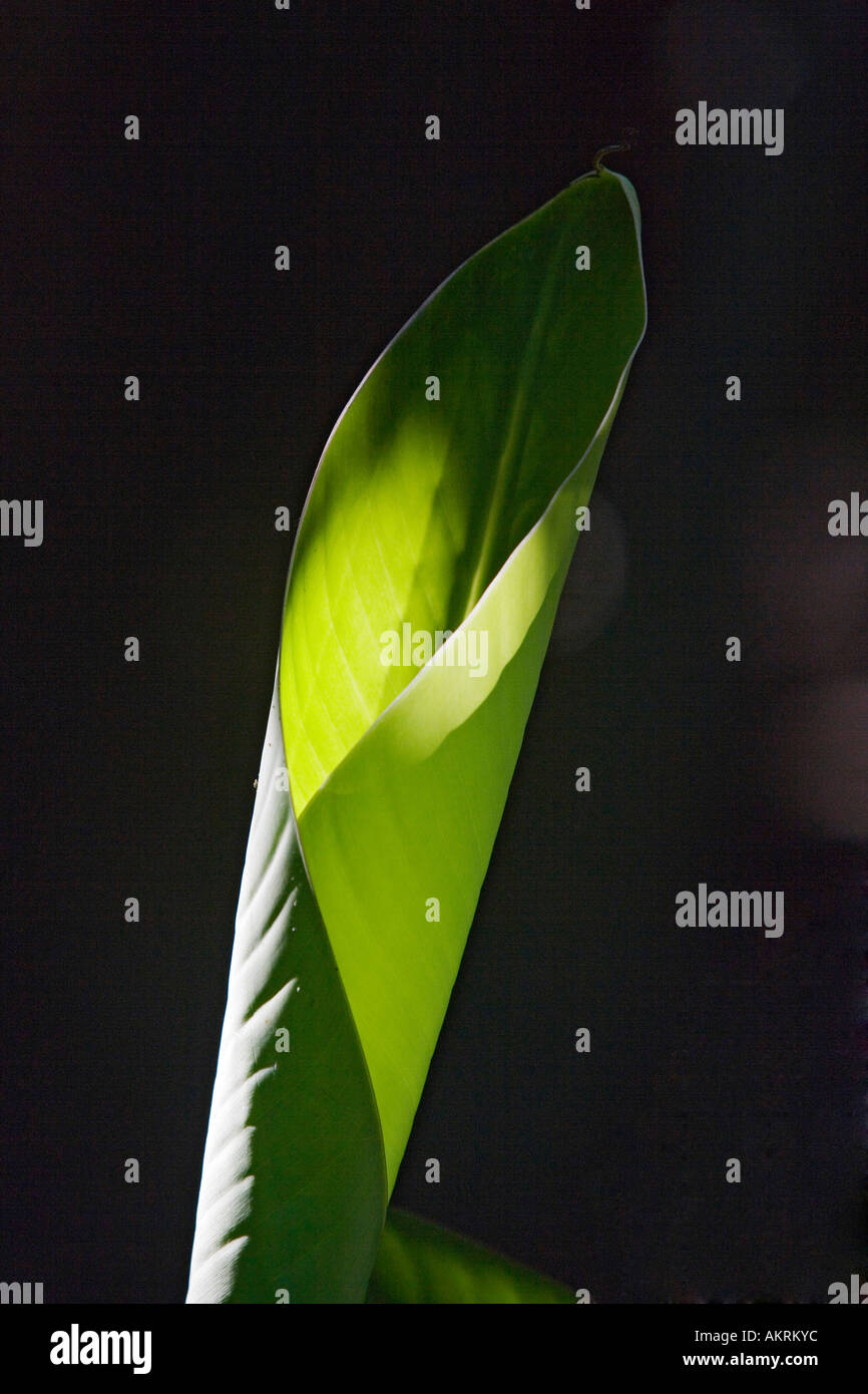 Green leaf, Costa Rica Stock Photo - Alamy