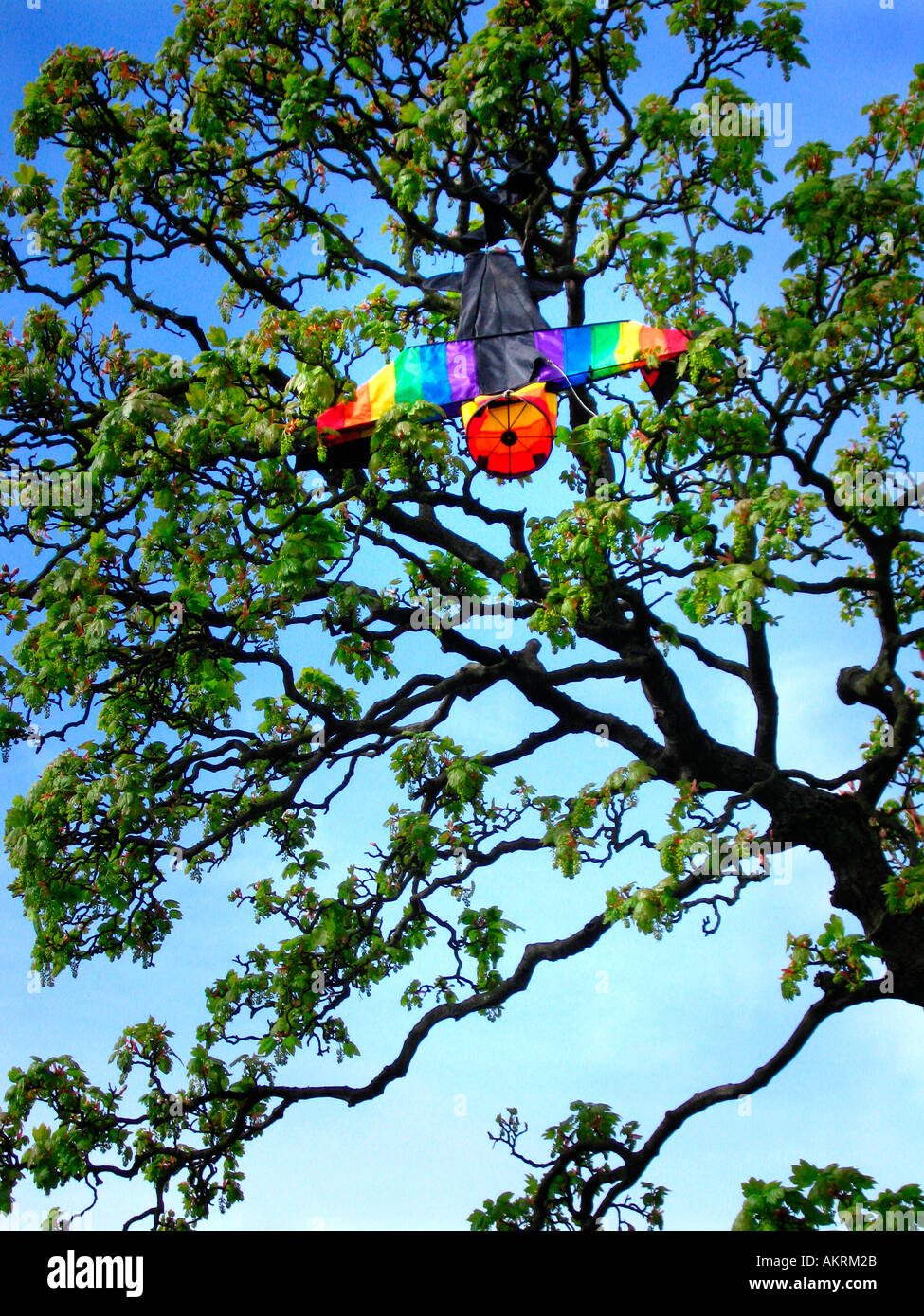 Kite stuck in tree hi-res stock photography and images - Alamy