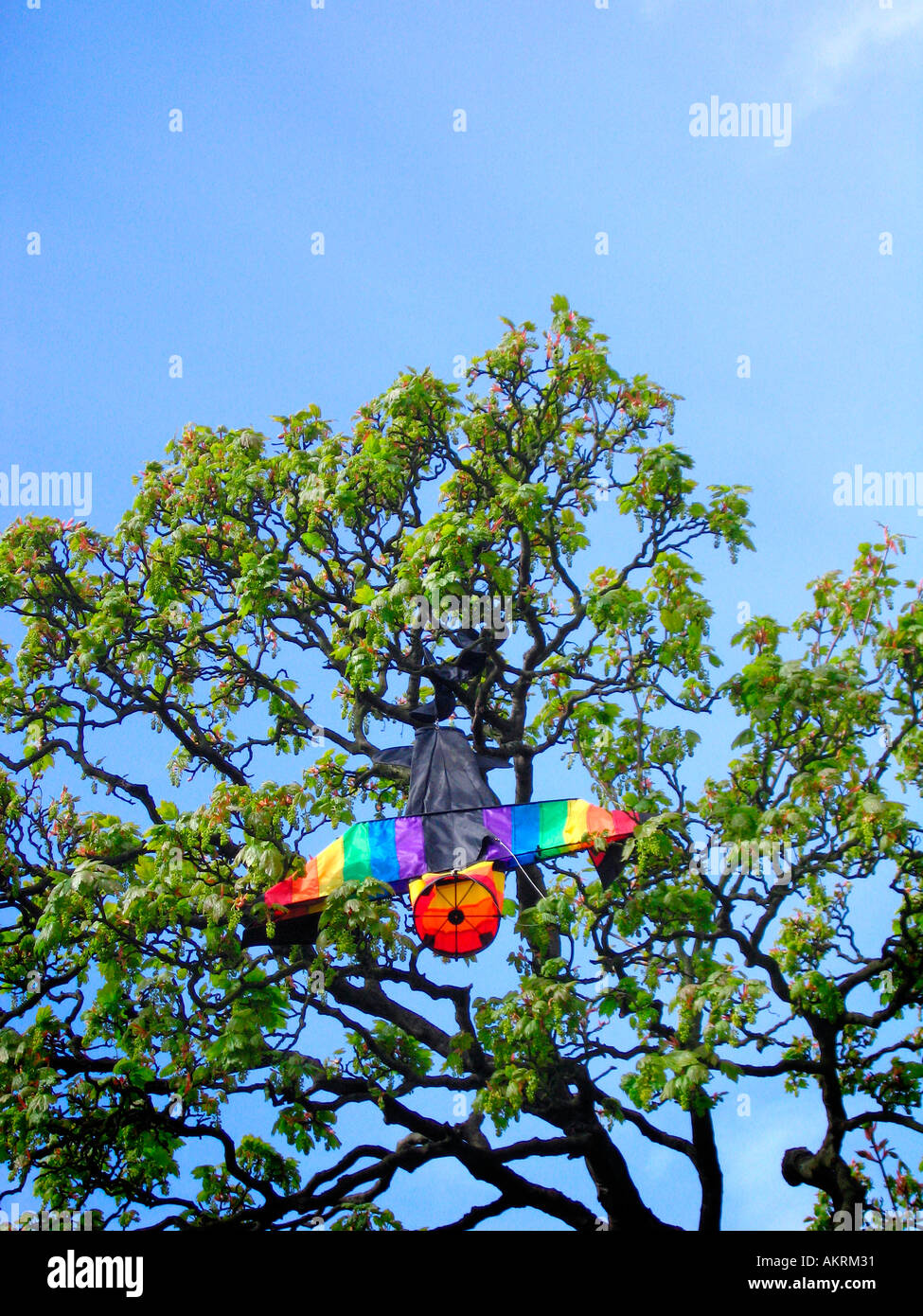 Kite stuck in tree hi-res stock photography and images - Alamy