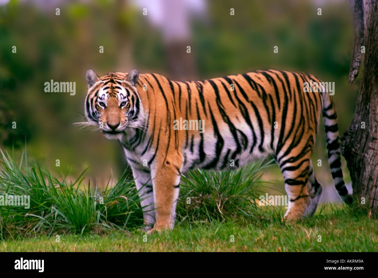 Bengal tiger Panthera tigris tigris standing in grass next to tree ...