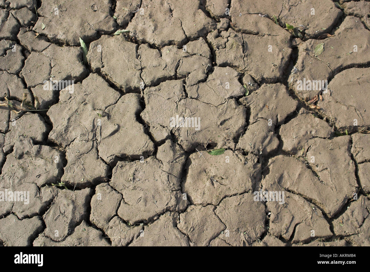 dry mud in a drought Stock Photo - Alamy