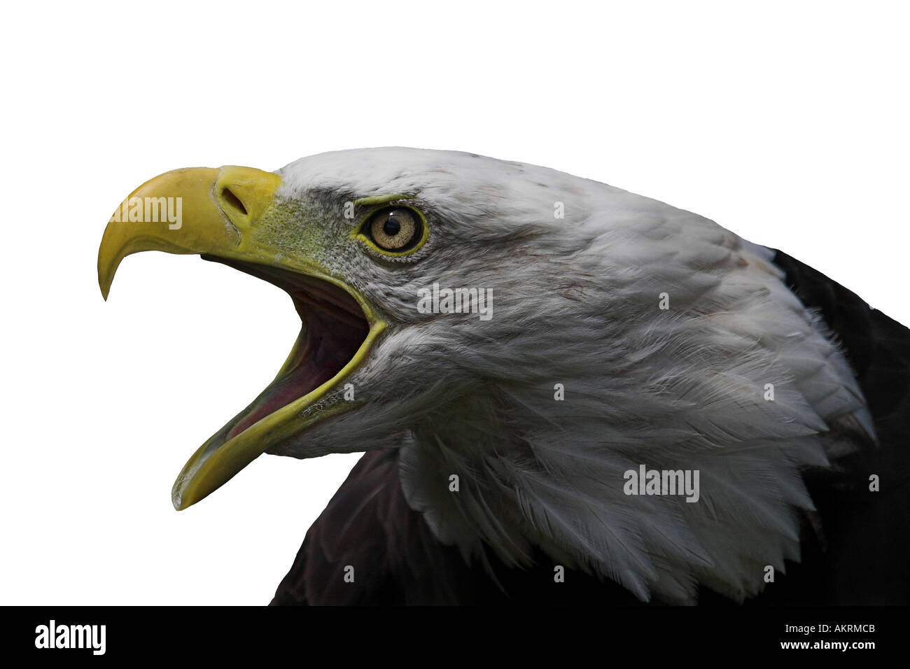 Faces of one eagle hi-res stock photography and images - Alamy