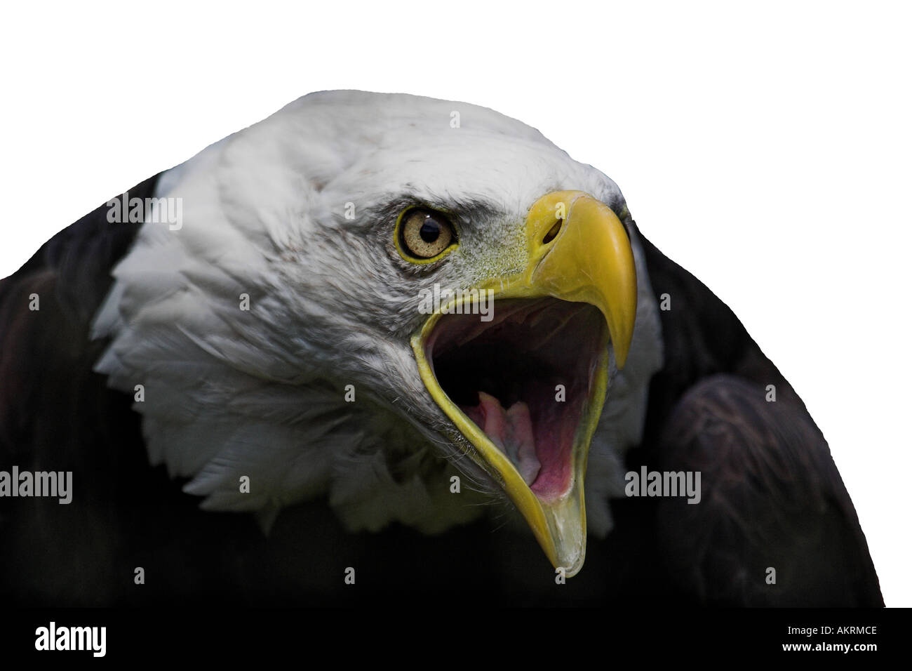 bald eagle portrait Stock Photo - Alamy