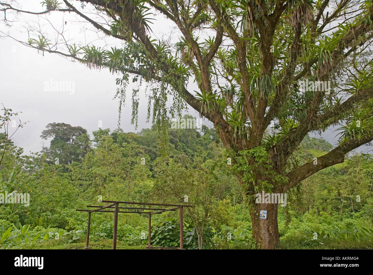 Tree, Costa Rica Stock Photo - Alamy