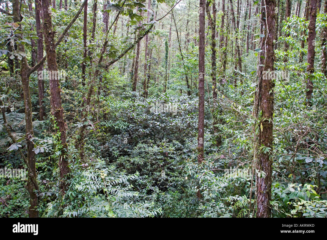 Trees, Costa Rica Stock Photo - Alamy
