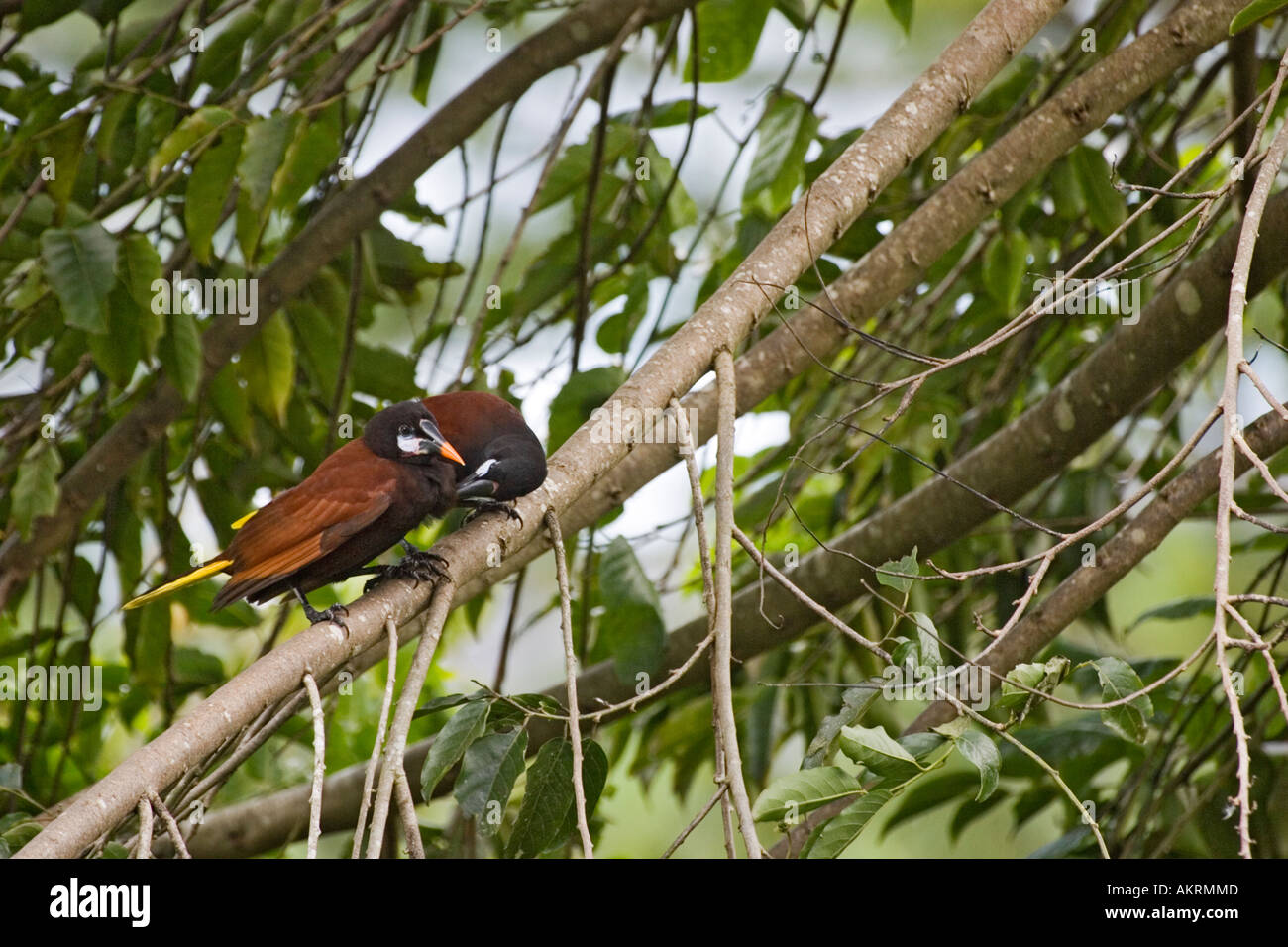Montezuma Oropendolas interacting, Arenal, Costa Rica Stock Photo - Alamy